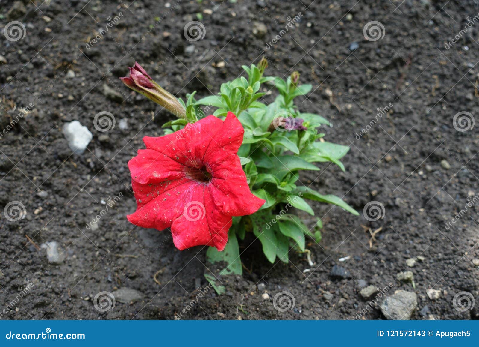 Single Red Flower of Petunia Stock Image - Image of florescence, bloom ...