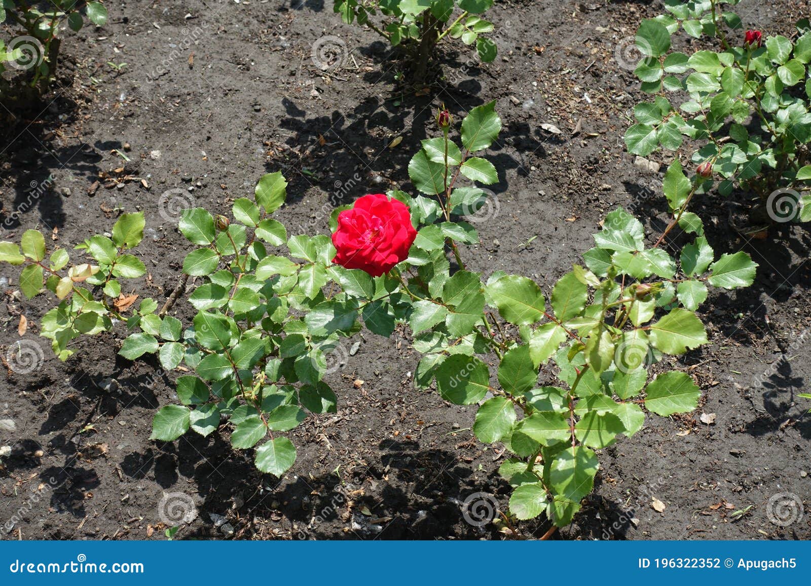 Single Red Flower of Rose in the Garden Stock Photo - Image of petal ...