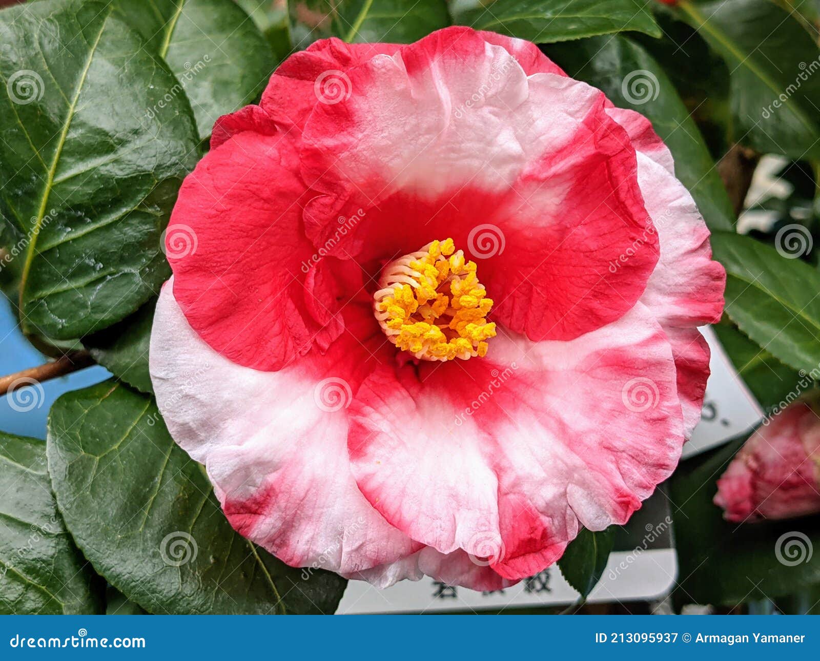 Single Red Flower with White Patches Close Up Stock Image - Image of ...