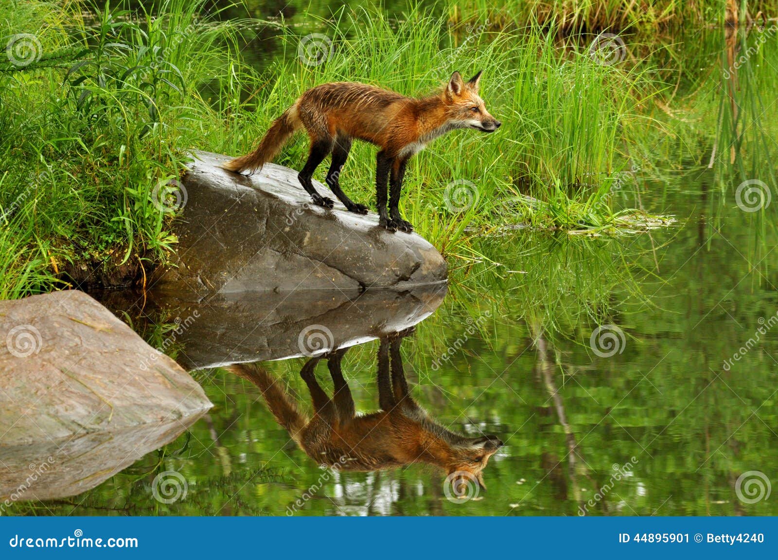 Single Red Fox and Water Reflection. Stock Image - Image of camera ...