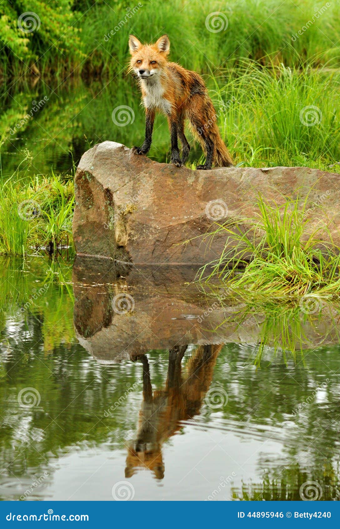 Single Red Fox and Water Reflection. Stock Photo - Image of feeding ...