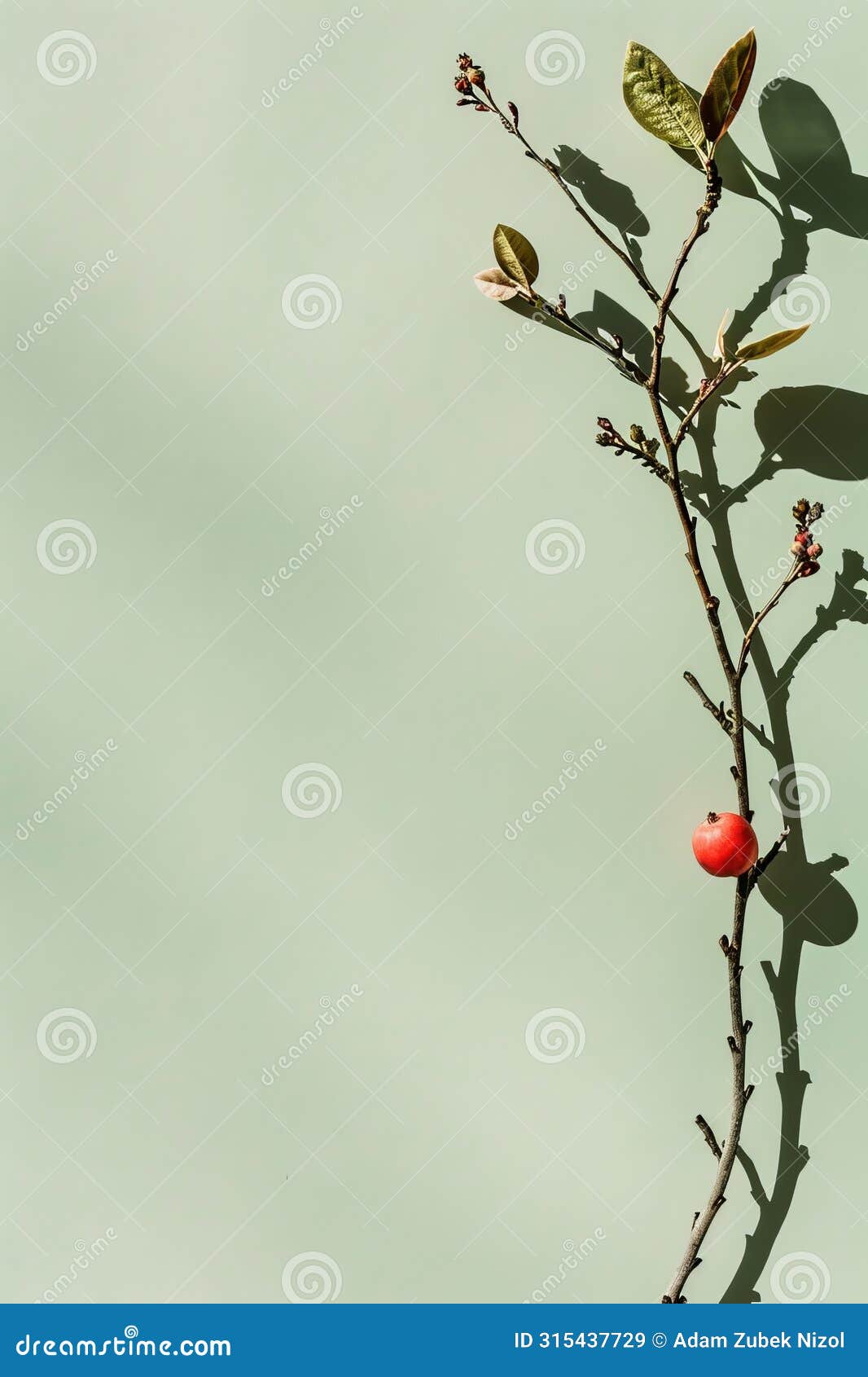 Single Red Fruit on a Minimalist Plant Branch Against a Pastel ...