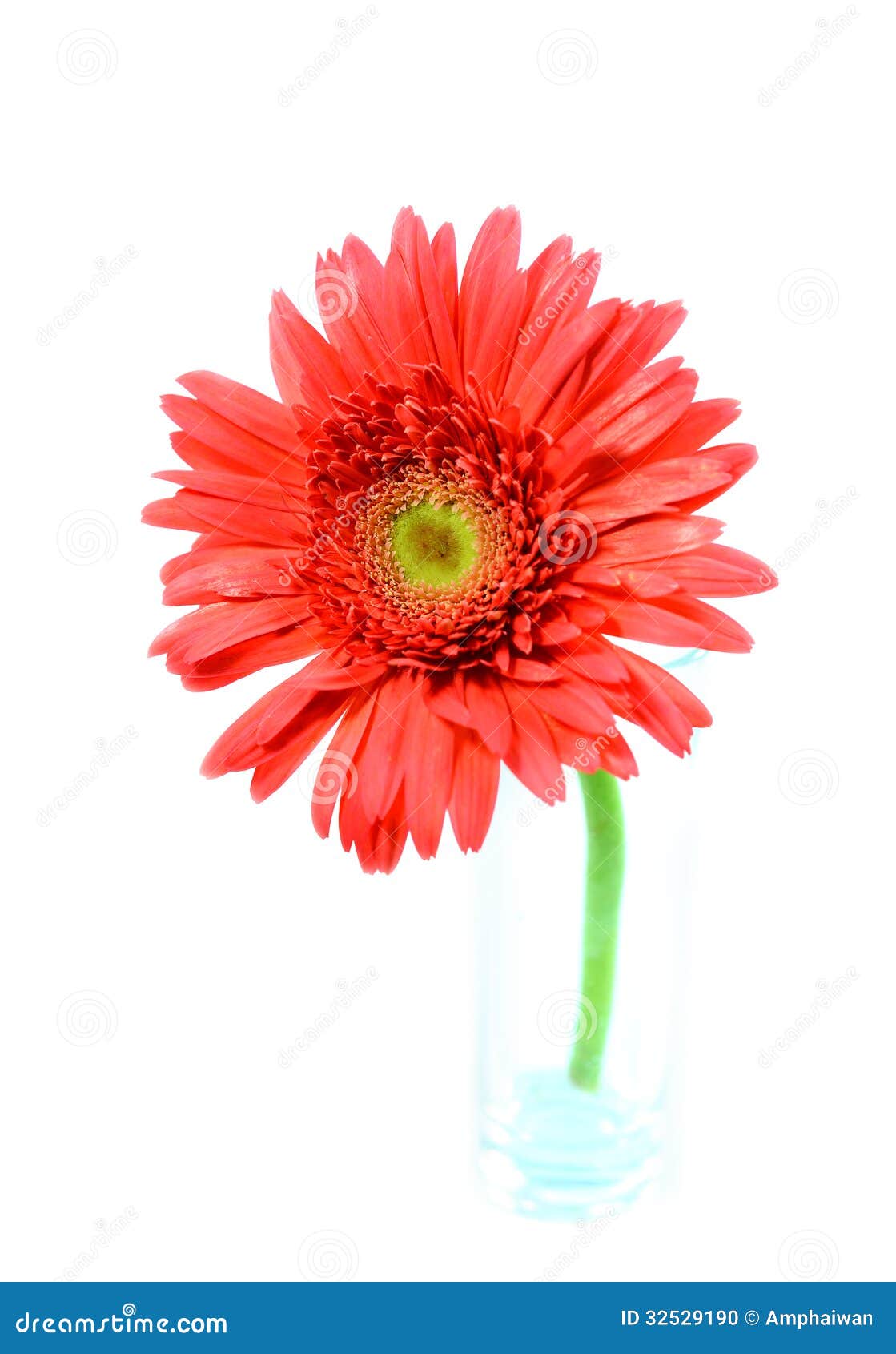 Single red gerbera flower stock photo. Image of closeup - 32529190