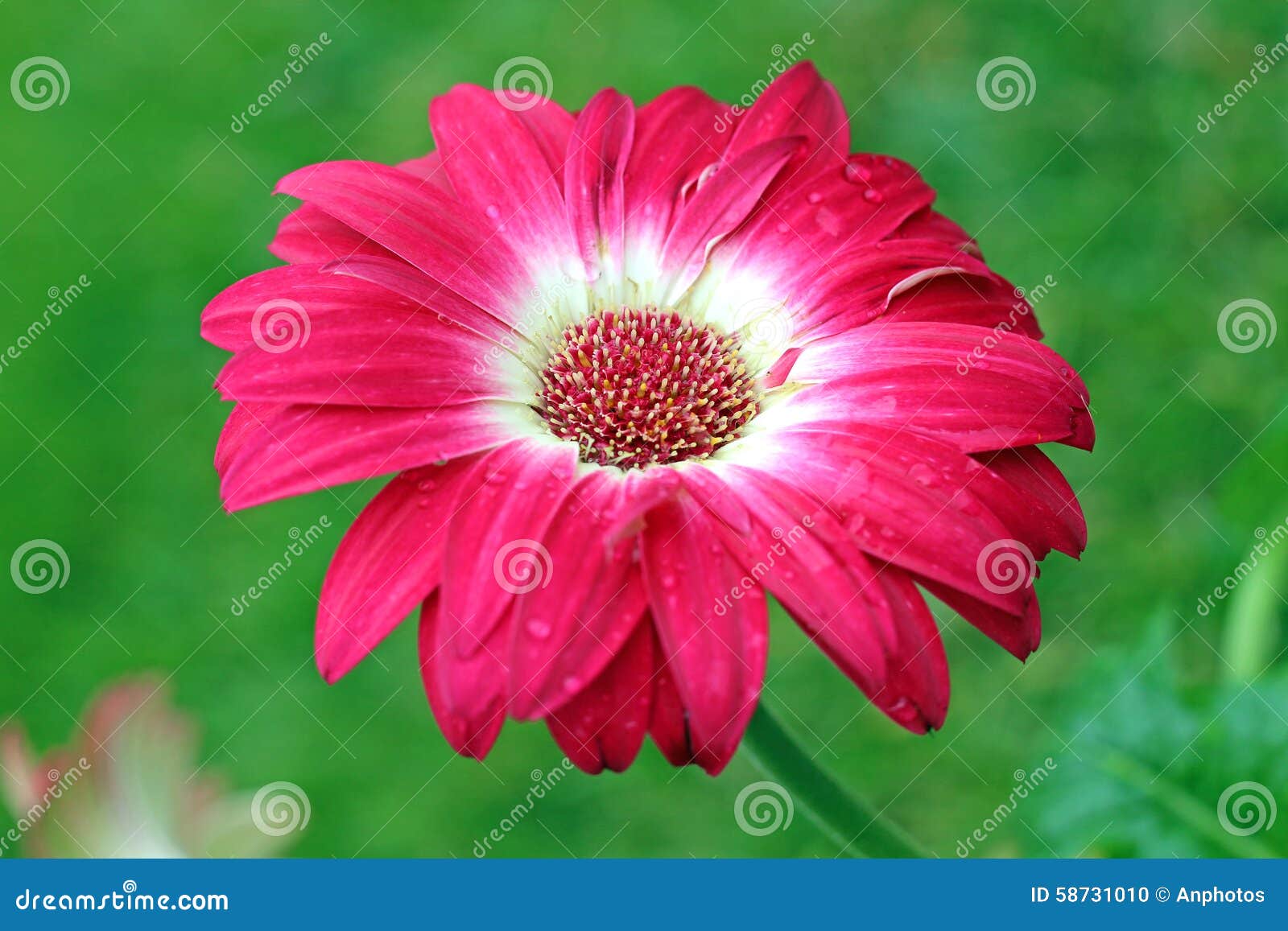 Single red gerbera stock photo. Image of white, ornament - 58731010
