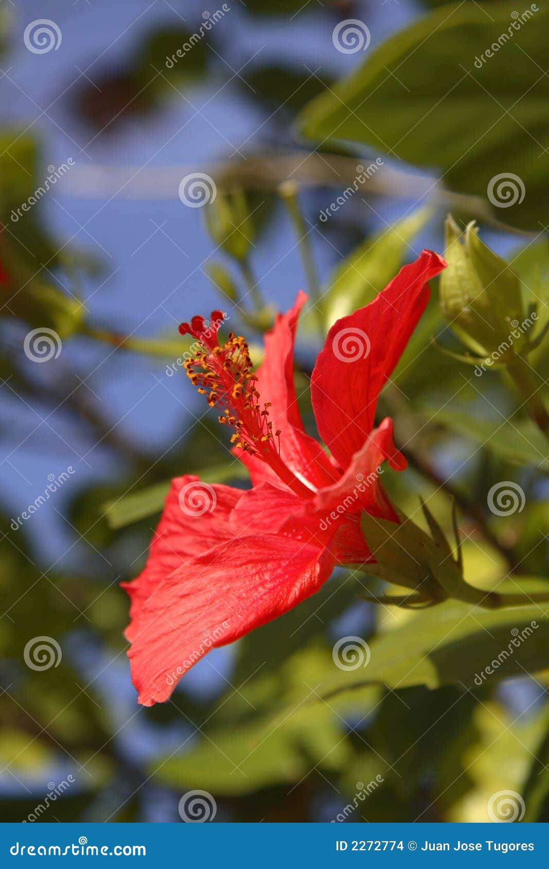 Single red hibiscus flower stock photo. Image of gardening - 2272774