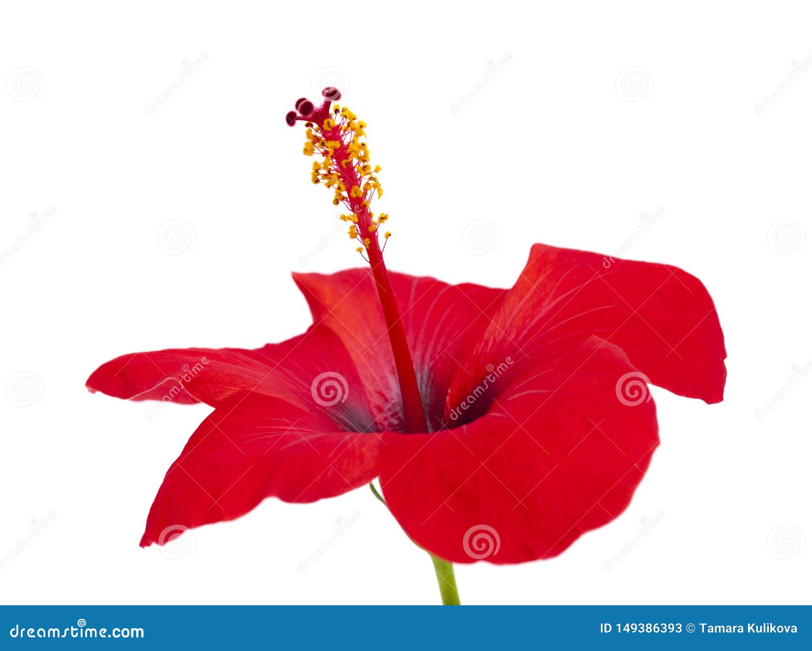 Single Red Hibiscus Flower Isolated Stock Image - Image of beautiful ...