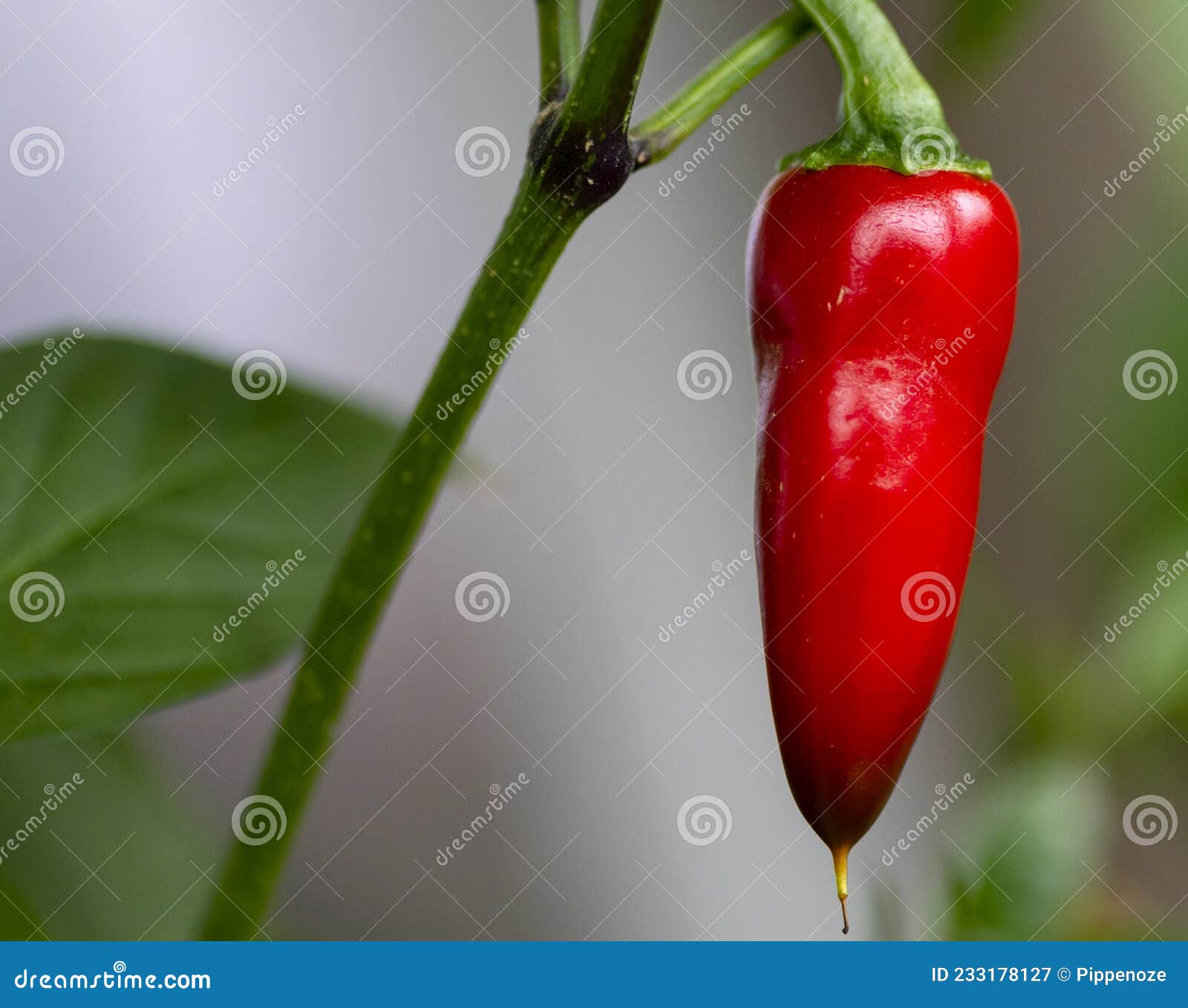 Single Red Hot Chili Pepper Growing in the Garden Stock Image - Image ...