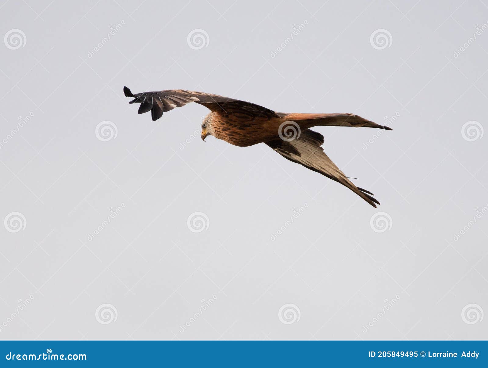A Single Red Kite Hunting on a Dull Grey Day Stock Image - Image of ...