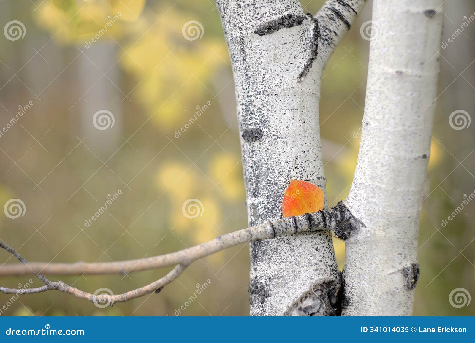 Single Red Leaf on Aspen Birch Tree White Trunk Texture in Fall Autumn ...