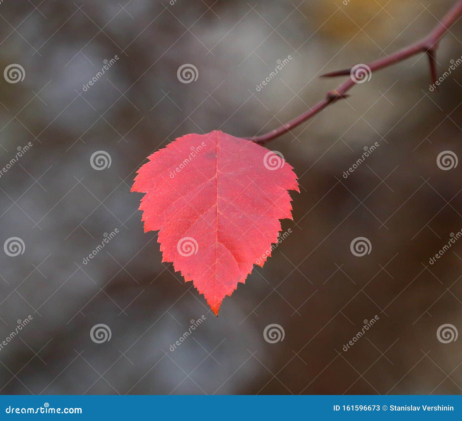 Single Red Leaf on a Bare Branch of an Autumn Tree Stock Image - Image ...
