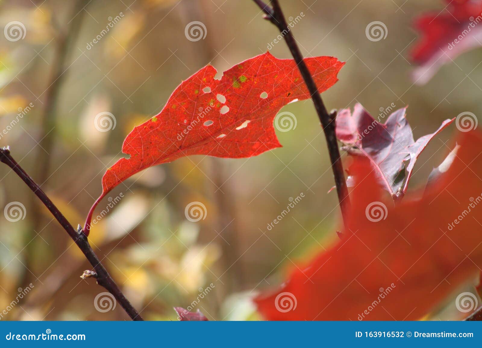 A Single Red Leaf Blowing in the Autumn Wind Stock Photo - Image of ...