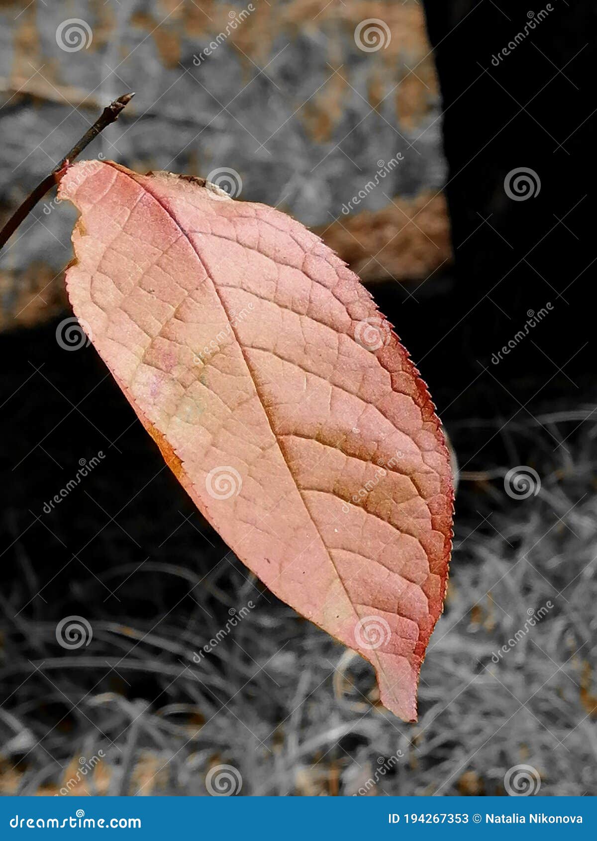 A Single Red Leaf on a Branch Stock Image - Image of single, branch ...