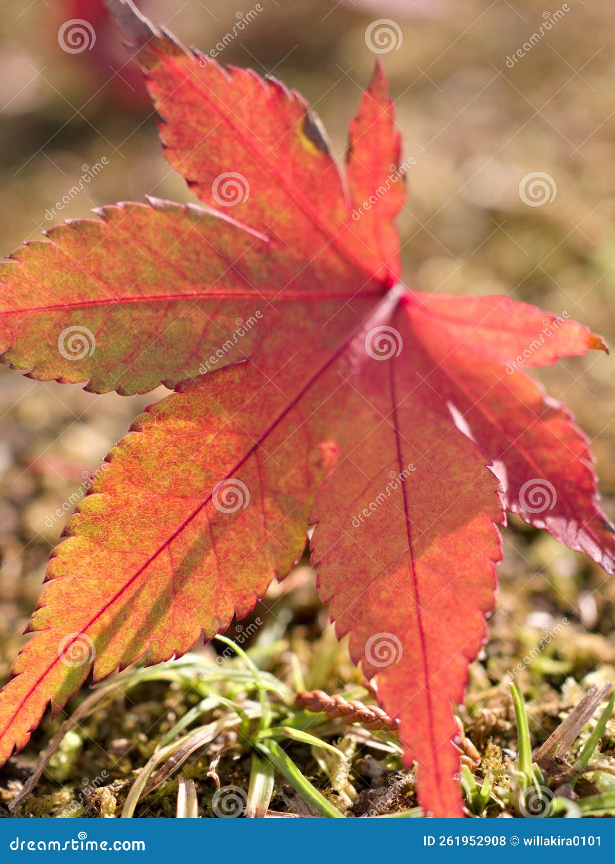 A single red leaf stock photo. Image of maple, close - 261952908