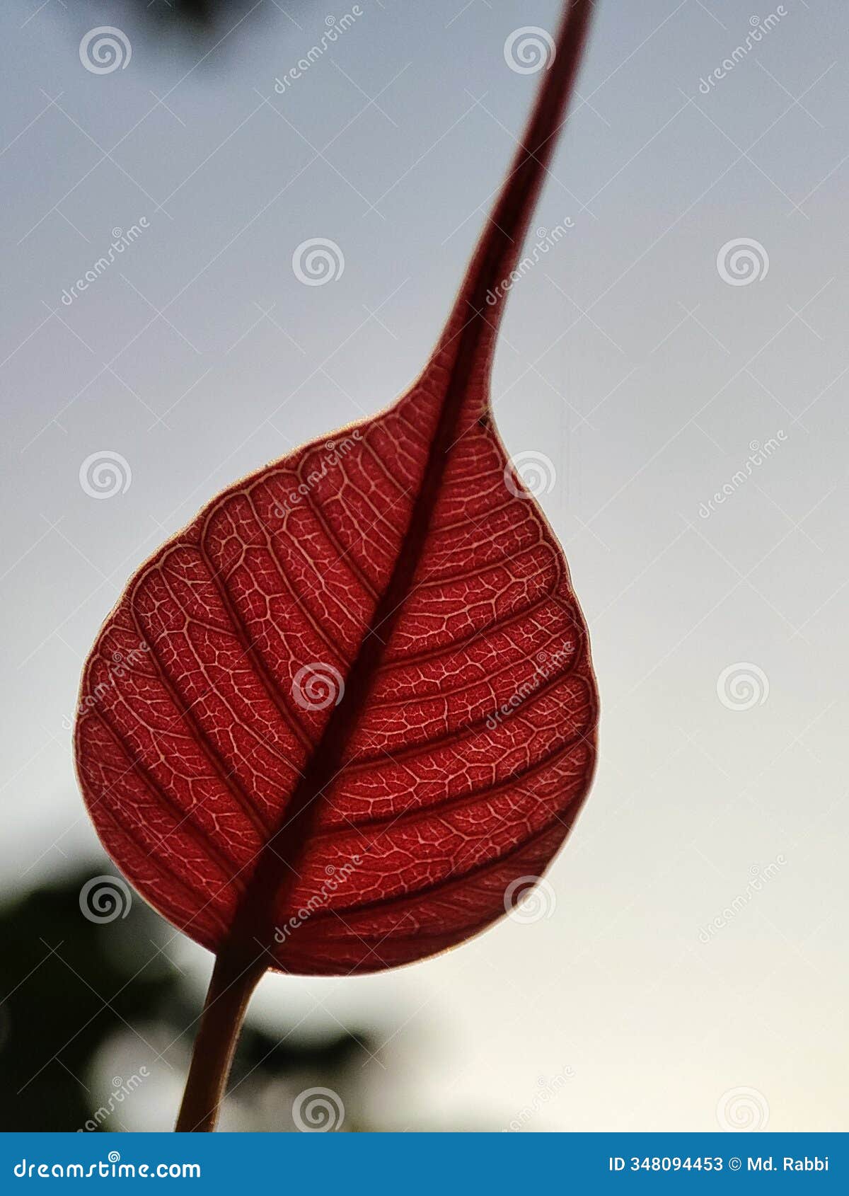 A Single Red Leaf Illuminated by Sunlight, Highlighting Its Vivid Hue ...