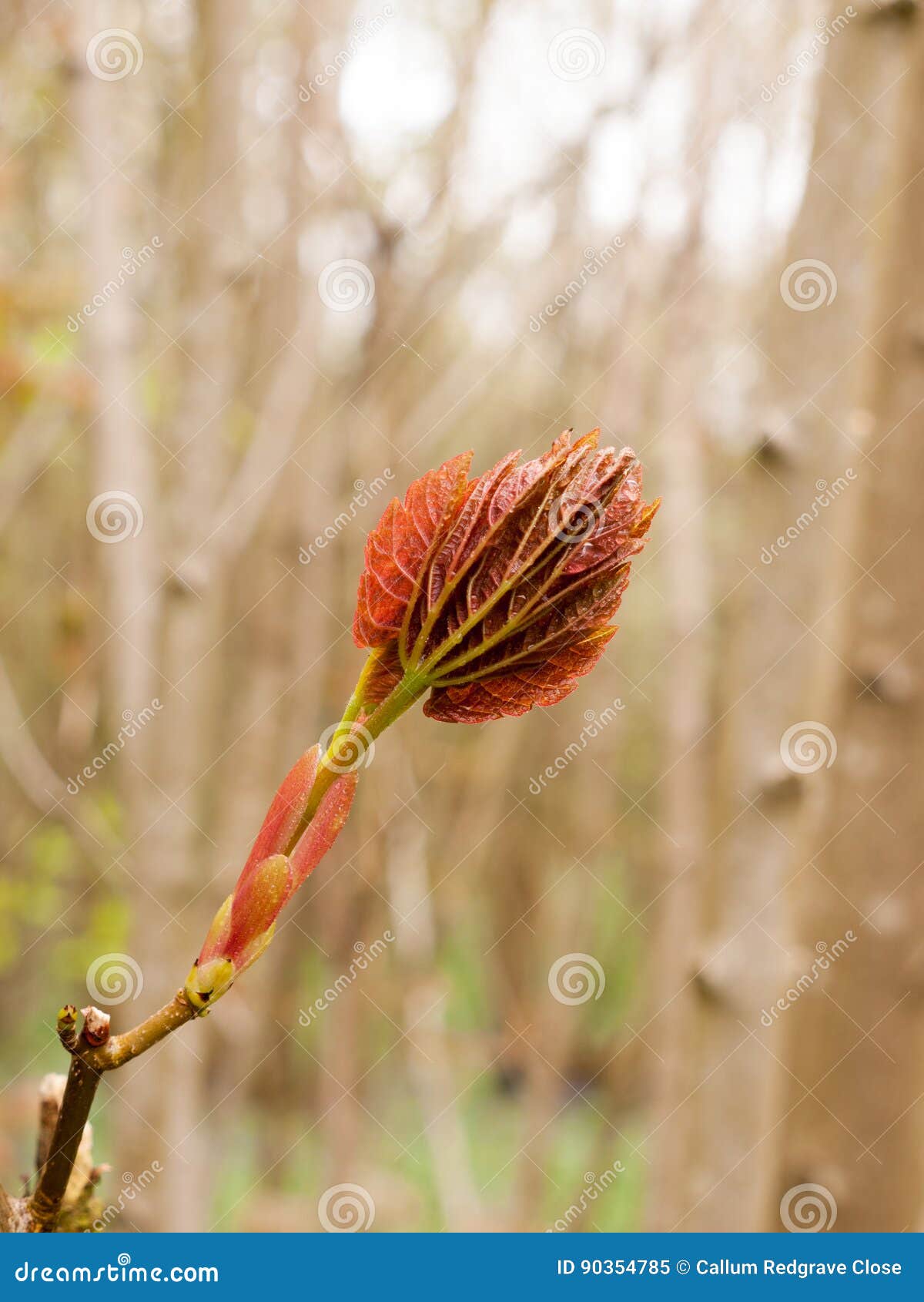 A Single Red Leaf Opening Up with Trees in the Background Stock Image ...