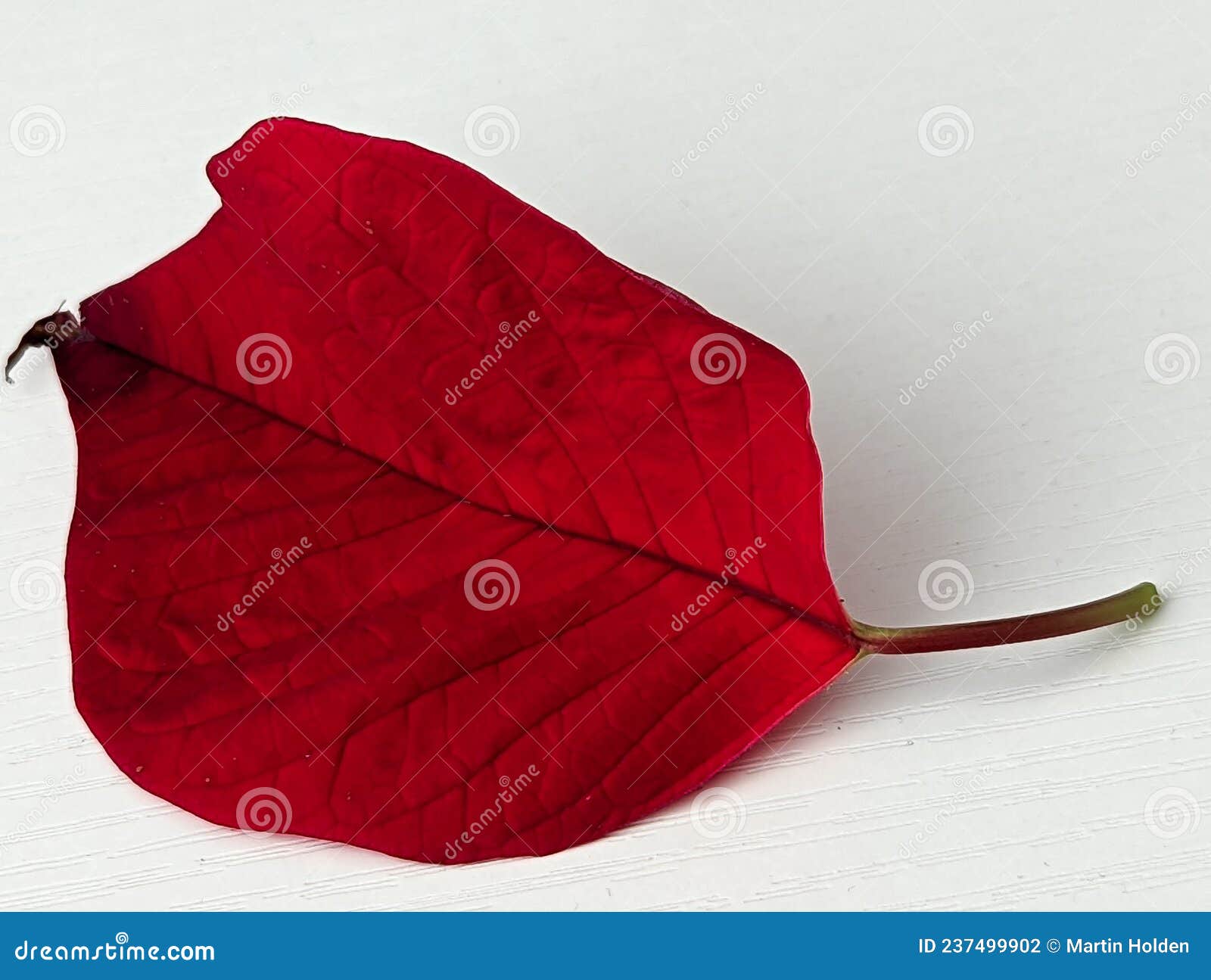 A single dark red leaf stock photo. Image of tree, nature - 237499902