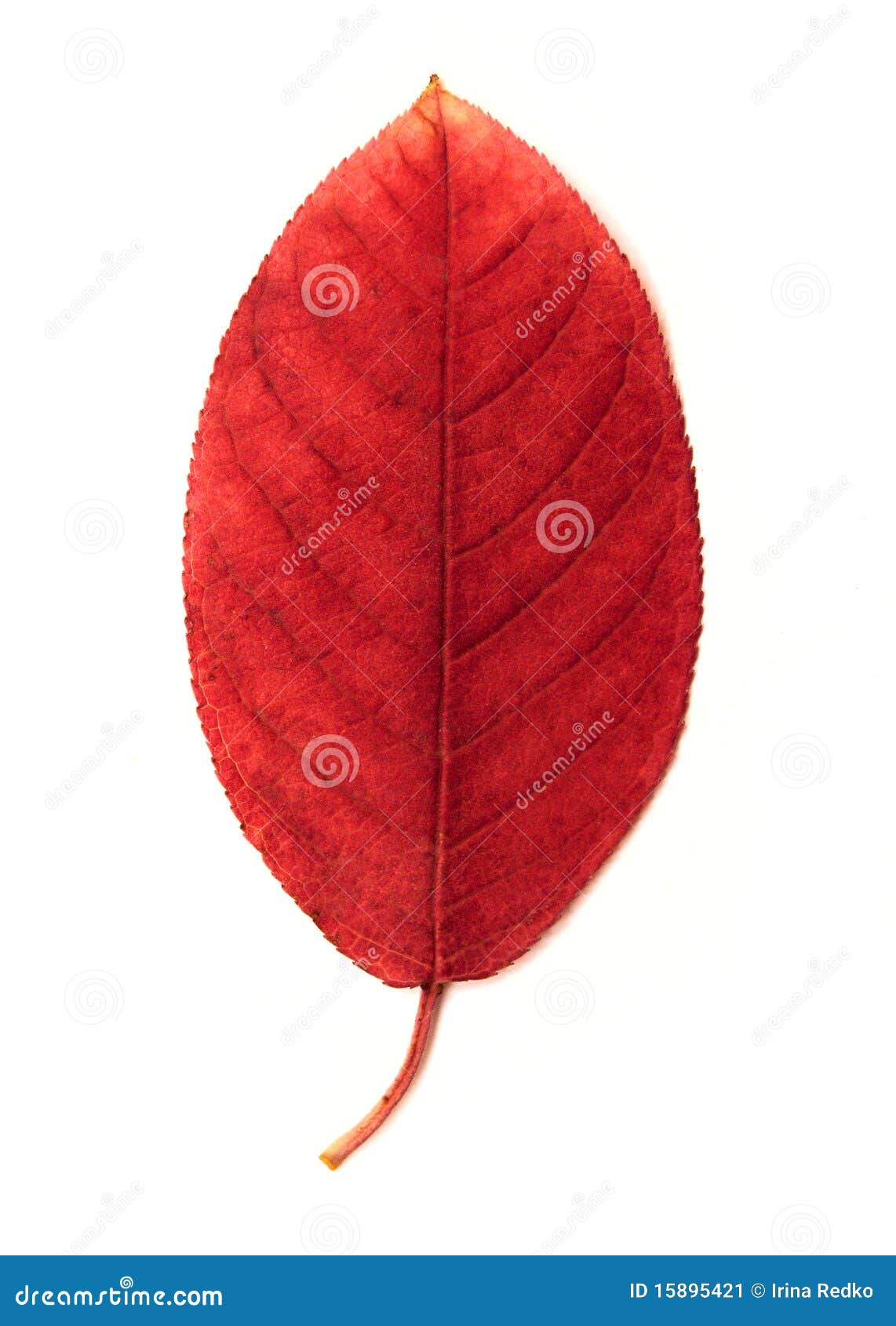 Single red leave stock image. Image of nature, aging - 15895421