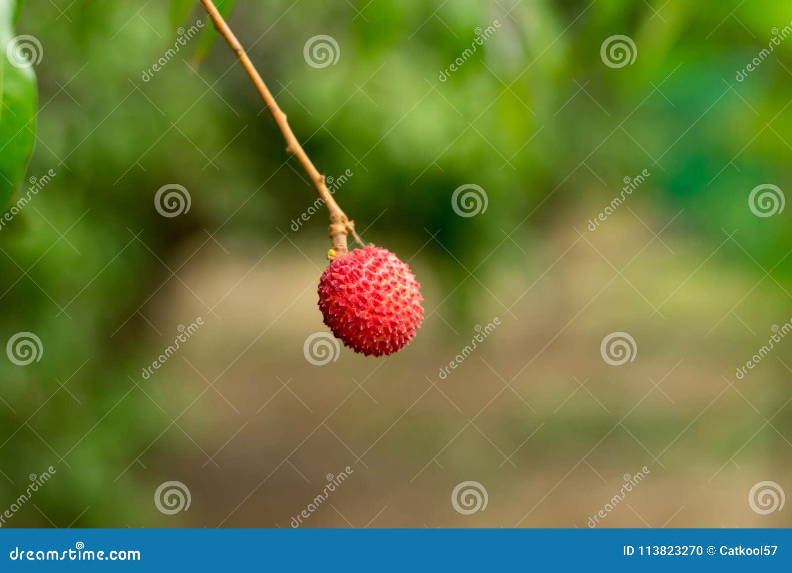 Single red lychee on tree stock photo. Image of asian - 113823270