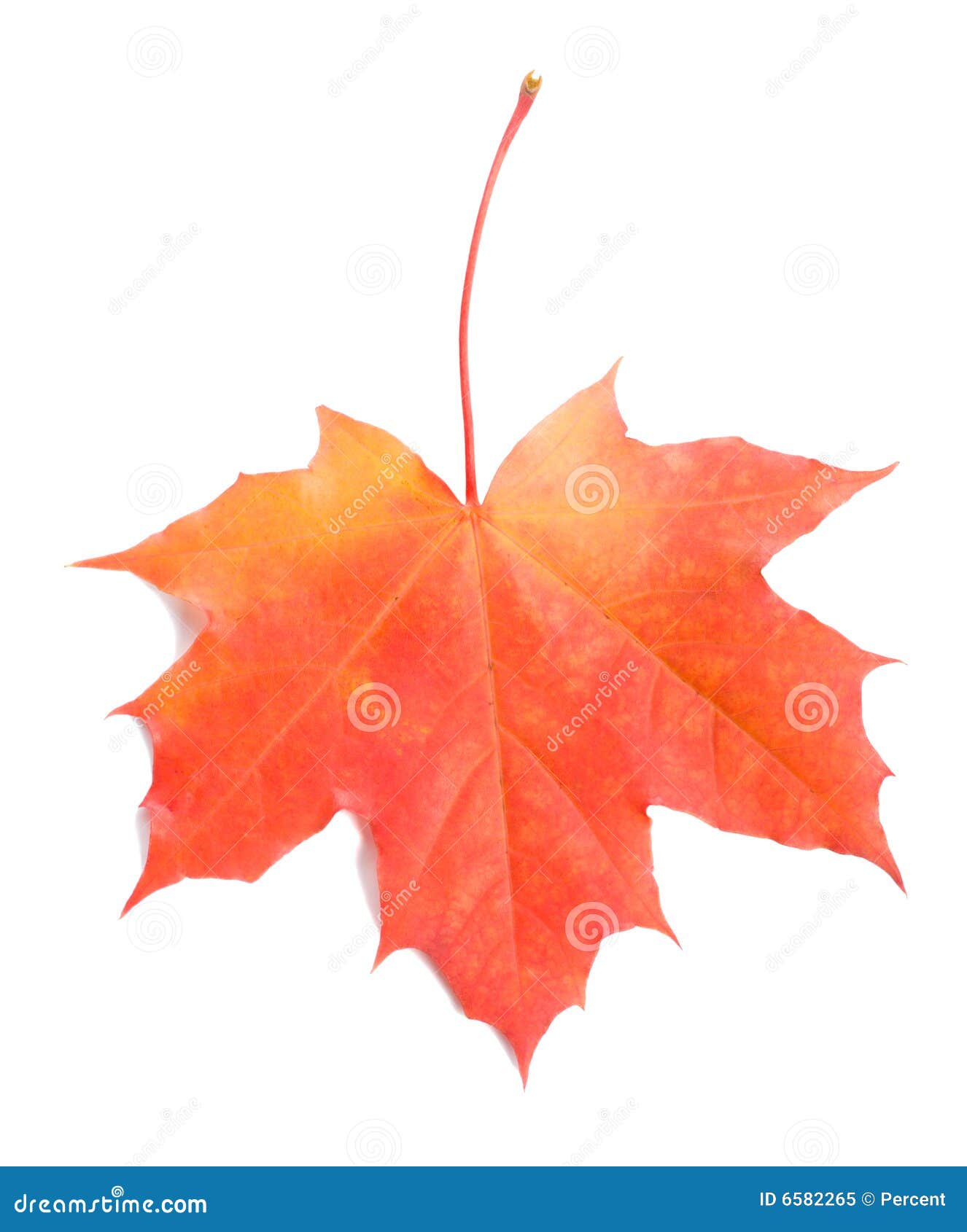 Single red maple leaf stock image. Image of plant, foliage - 6582265