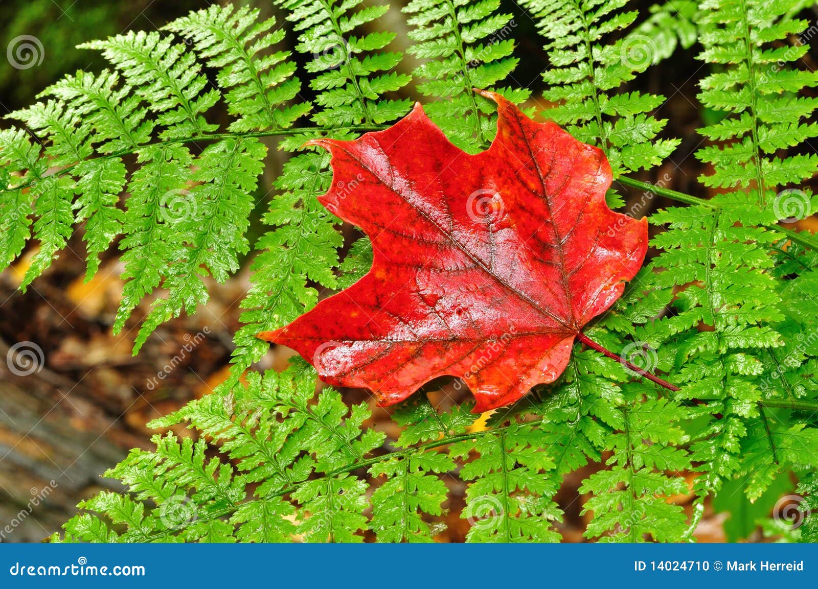 A Single Red Maple Leaf on a Fern Stock Photo - Image of november ...