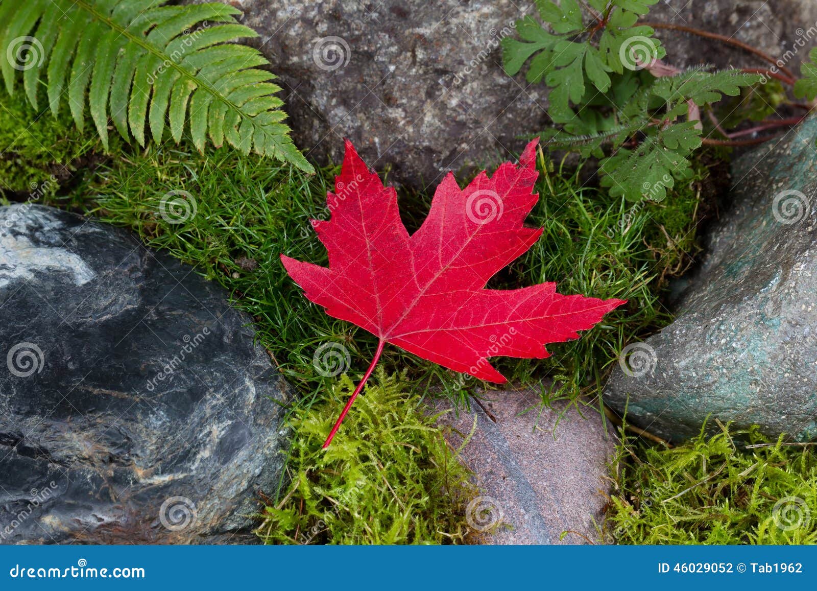 Single Red Maple Leaf in Final Fall Stage Color Stock Photo - Image of ...