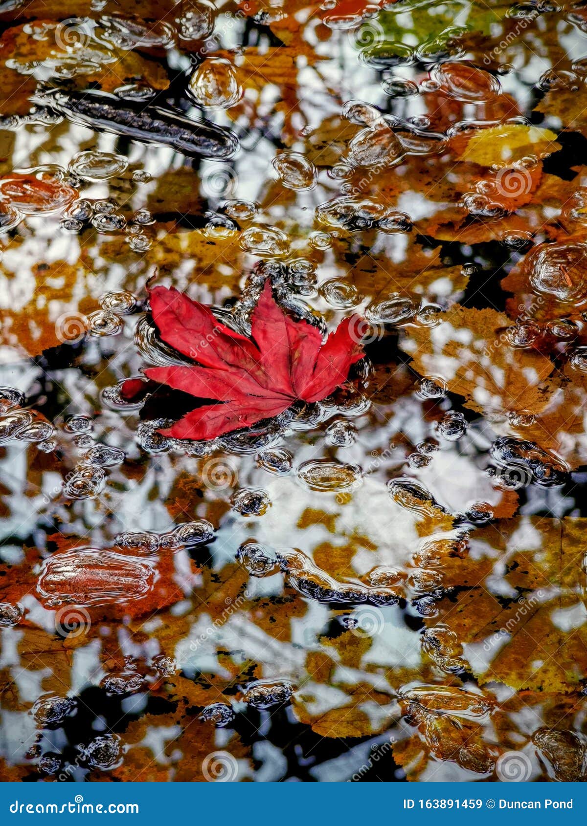 Single Red Maple Leaf in Pool Stock Image - Image of yellow, halloween ...