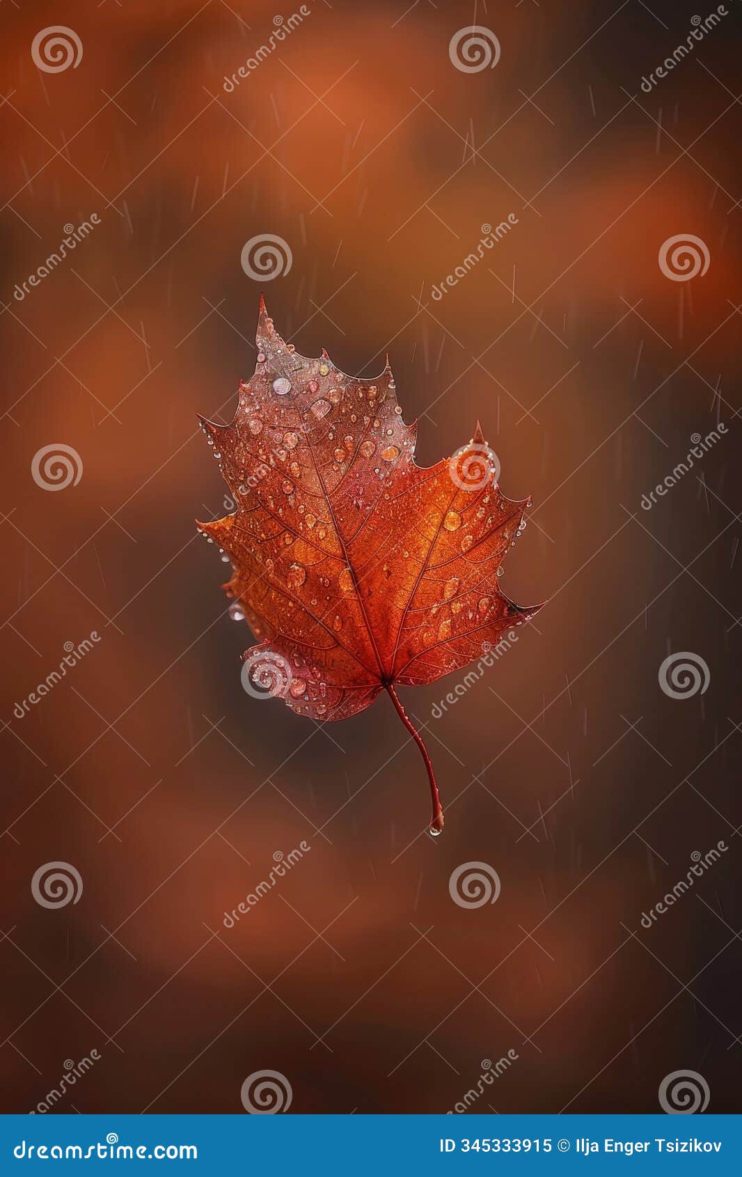 Single Red Maple Leaf with Raindrops Falling, Golden Autumn Forest ...