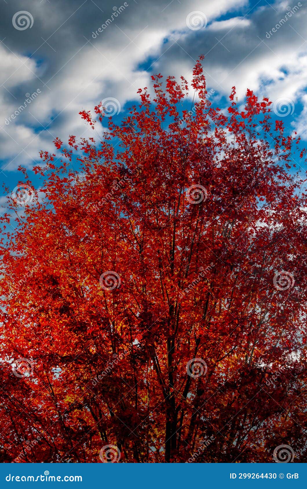 Single Red Maple Tree and Cloudy Blue Sky Stock Photo - Image of nature ...