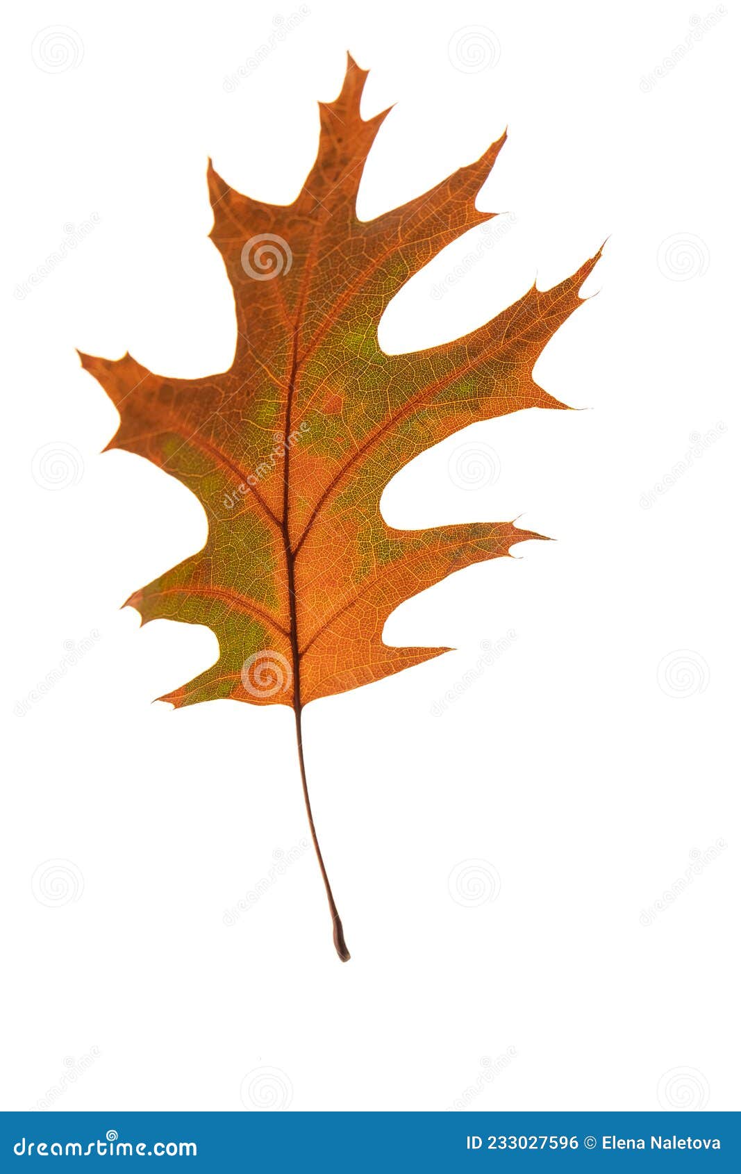 Single Red Oak Leaf. Autumn Color on an Isolated White Background Stock ...