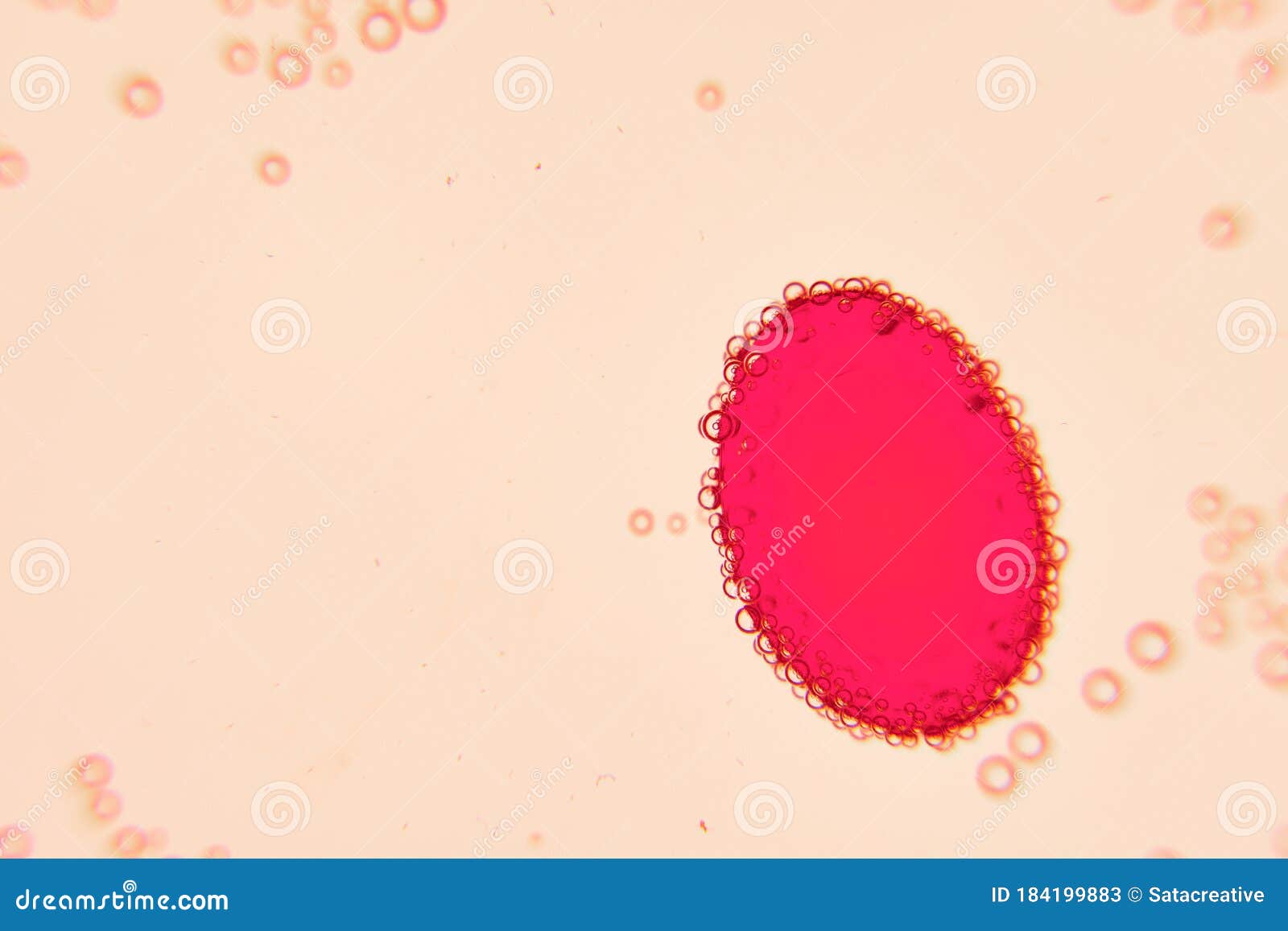 Single Red Oval in Liquid Under Microscope Stock Image - Image of cell ...