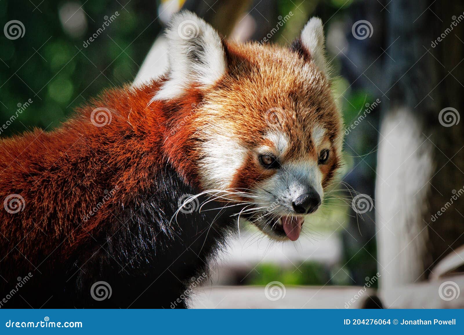 Closeup of a Single Red Panda Stock Photo - Image of captivity, single ...