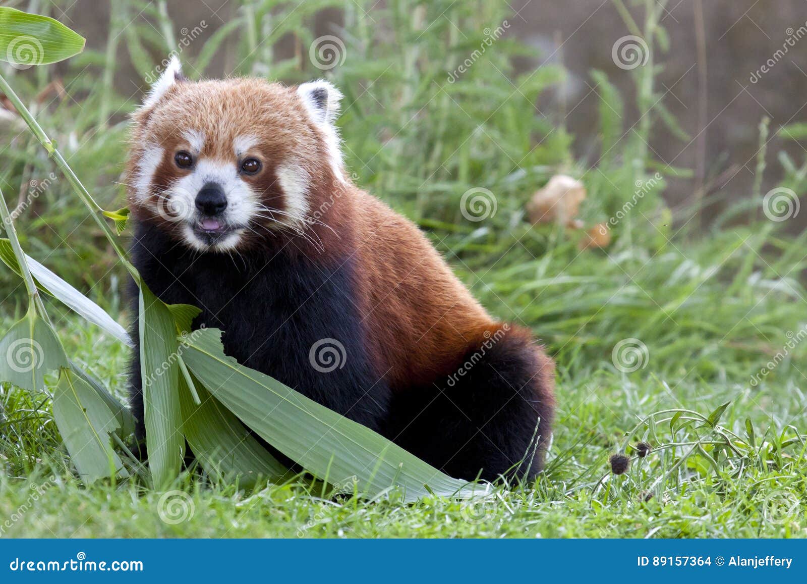 Red Panda stock photo. Image of bear, carnivorous, mammal - 89157364