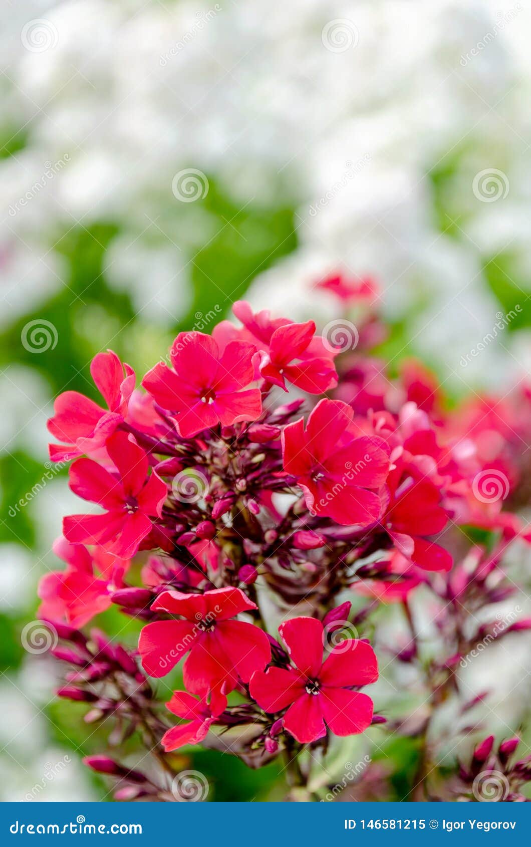 Single red Phlox close-up stock image. Image of flower - 146581215