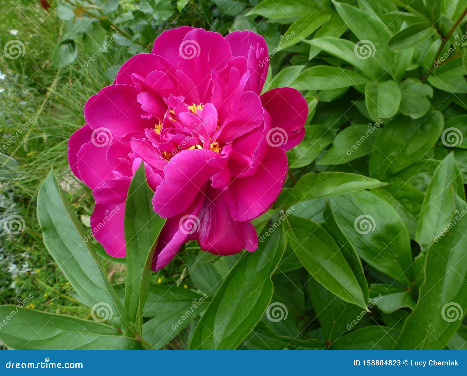 Red Pion stock image. Image of flora, blossom, color - 158804823
