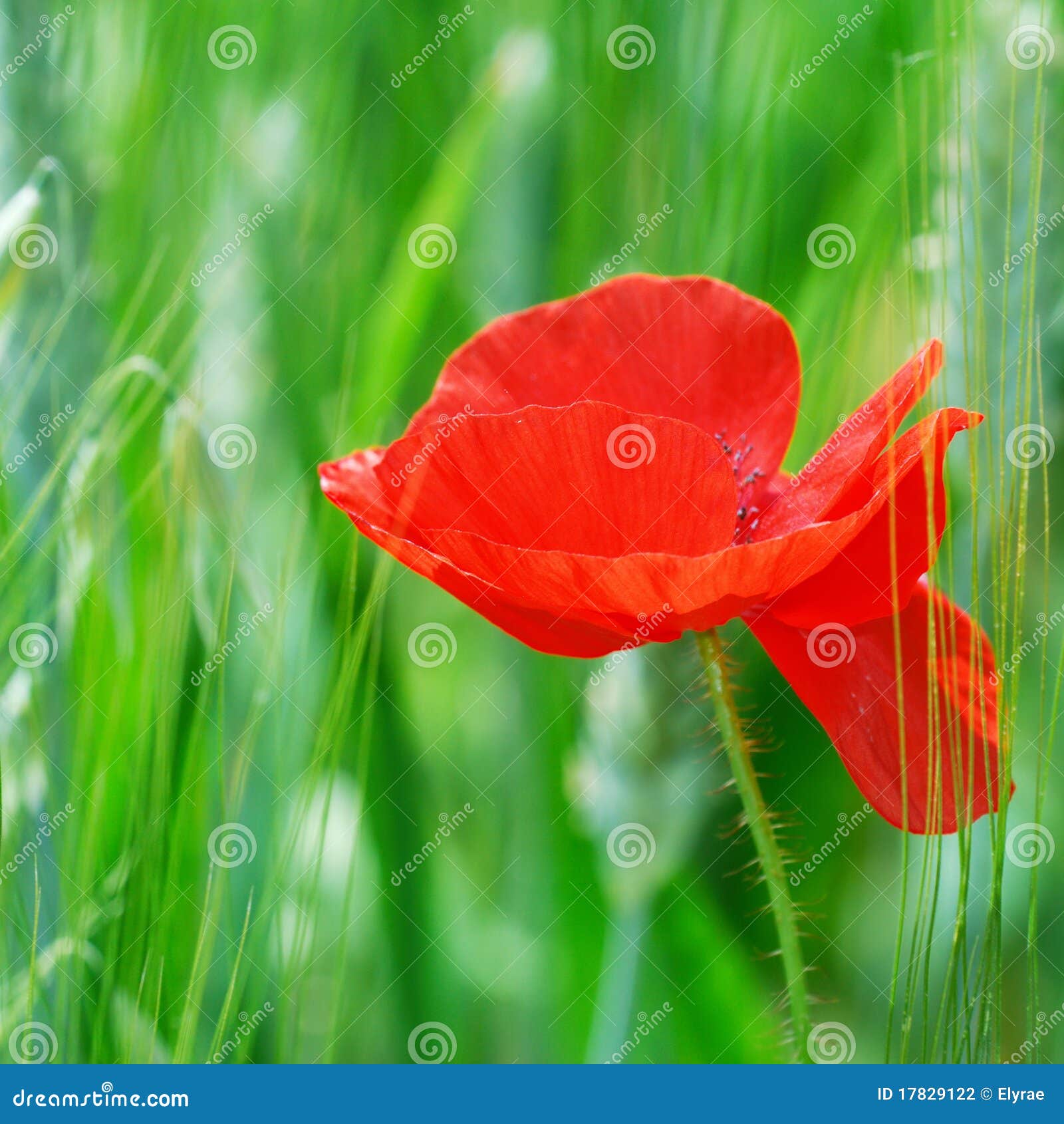 Single red poppy stock photo. Image of floral, flower - 17829122