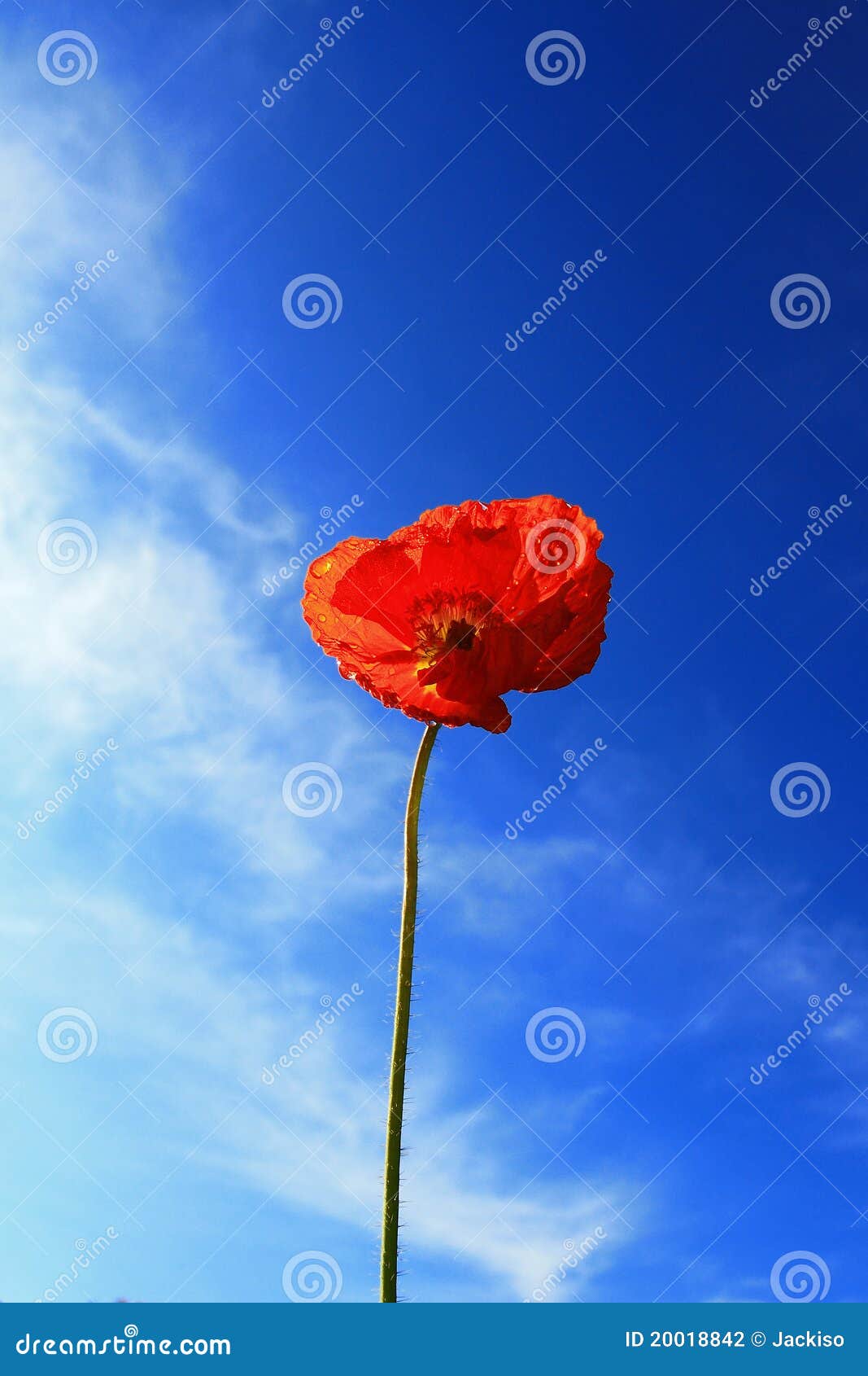 Single red poppy stock photo. Image of garden, head, flower - 20018842