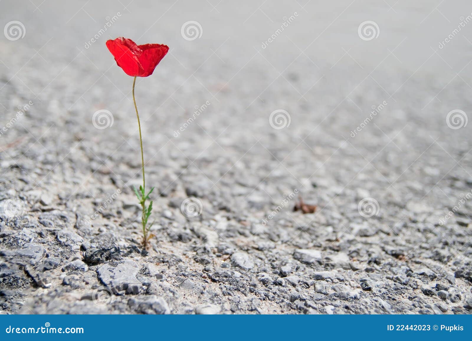 A Single red Poppy stock image. Image of bloom, flower - 22442023