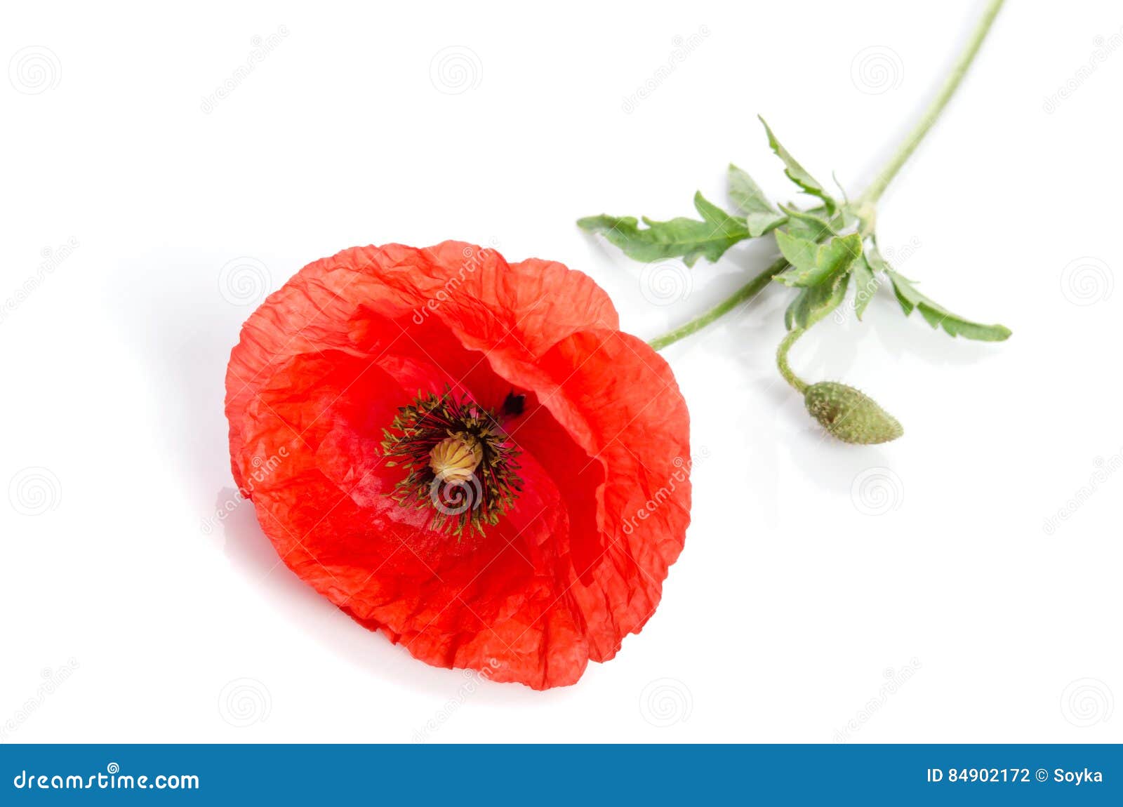 Single red poppy stock photo. Image of natural, beauty - 84902172