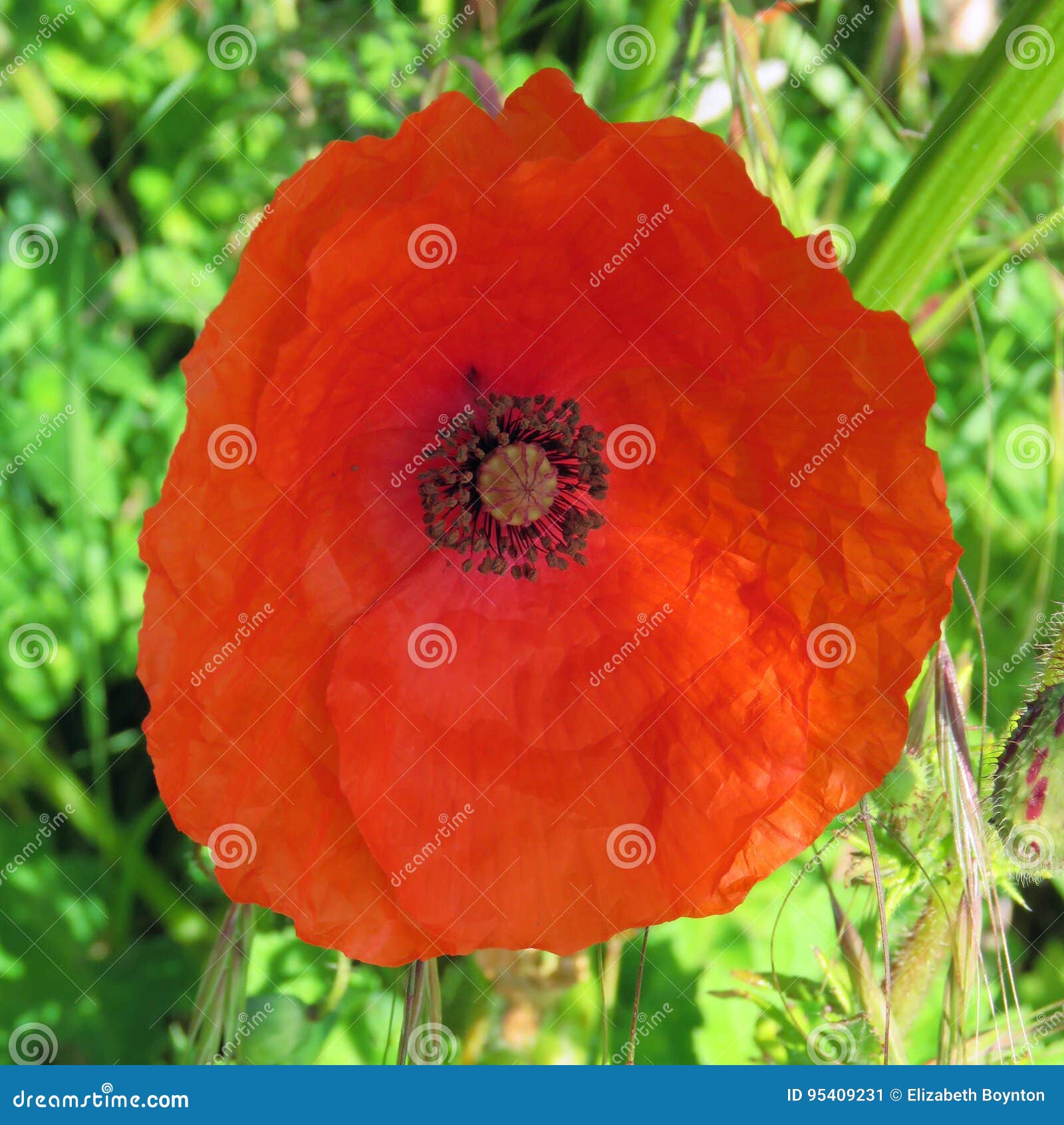 Single Red Poppy stock image. Image of close, floral - 95409231