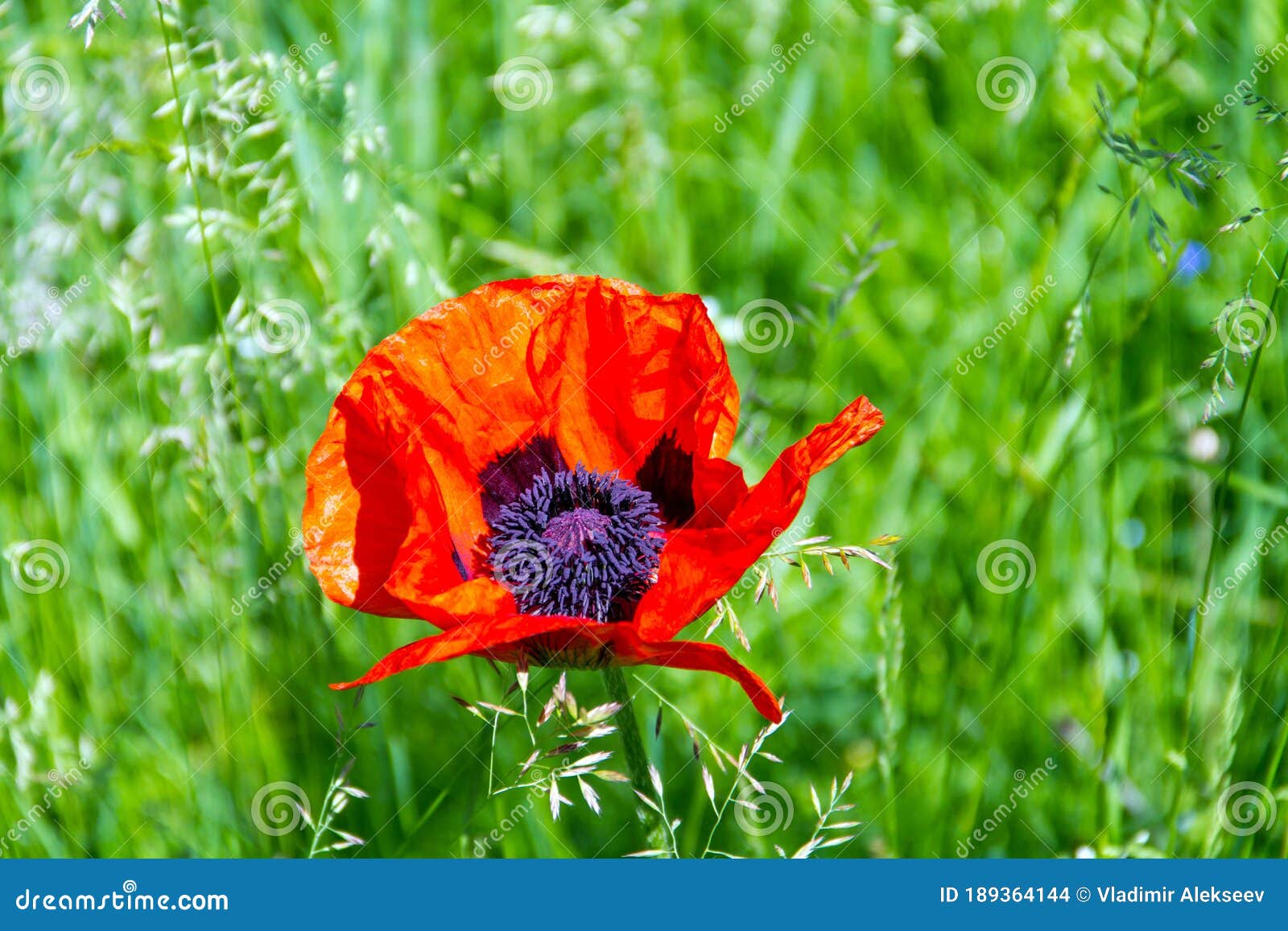 A single red poppy flower stock photo. Image of summer - 189364144