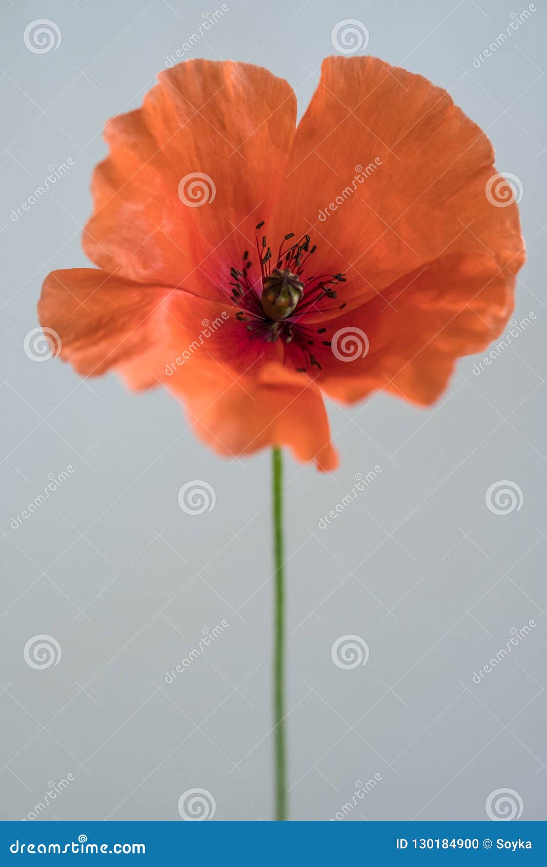 Single red poppy stock photo. Image of garden, plant - 130184900