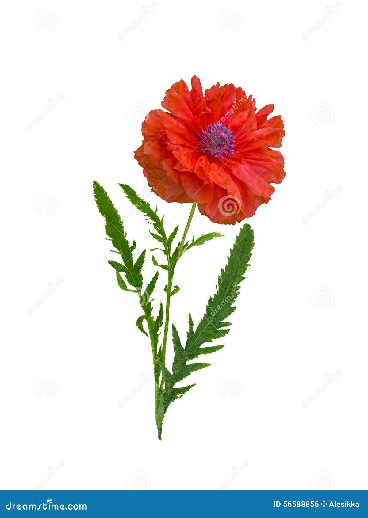Single Red Poppy Isolated on White Stock Photo - Image of blooming ...