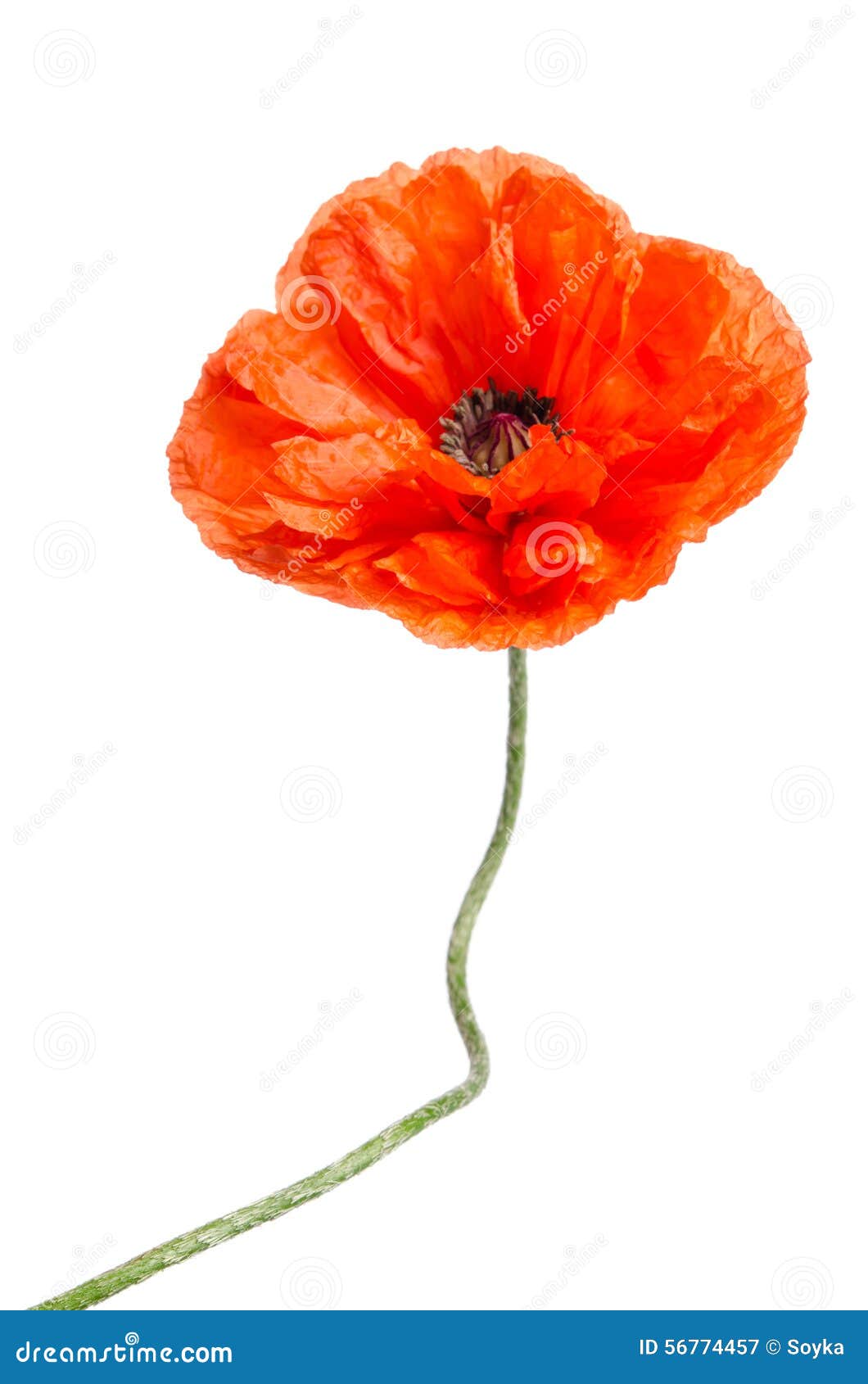Single red poppy stock image. Image of remembrance, spring - 56774457