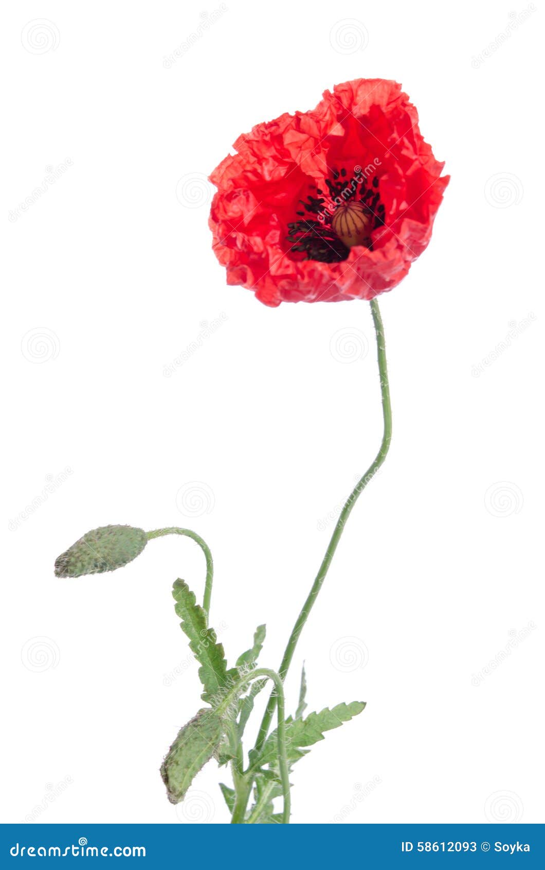 Single red poppy stock image. Image of beautiful, pretty - 58612093
