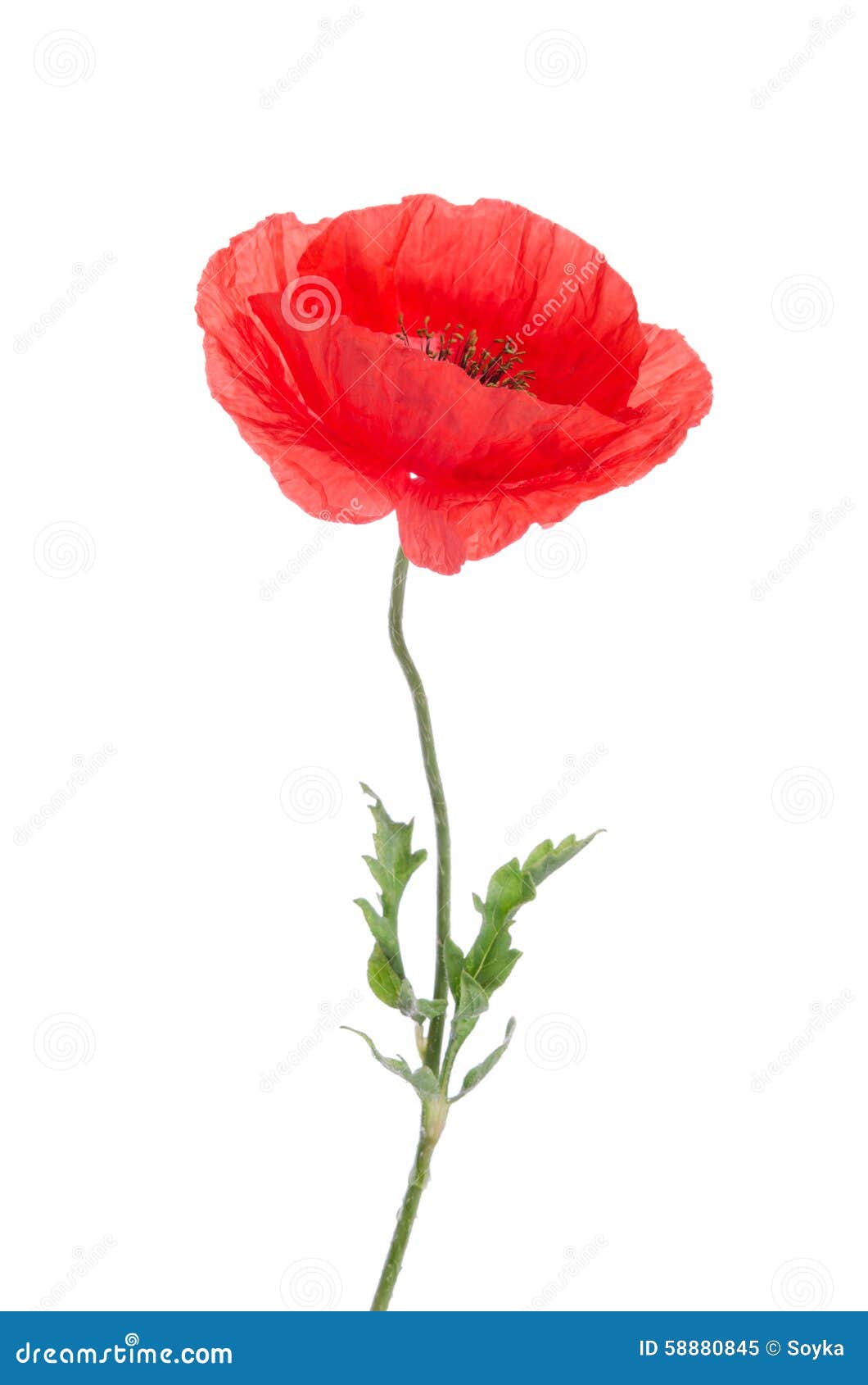 Single red poppy stock image. Image of beautiful, petal - 58880845