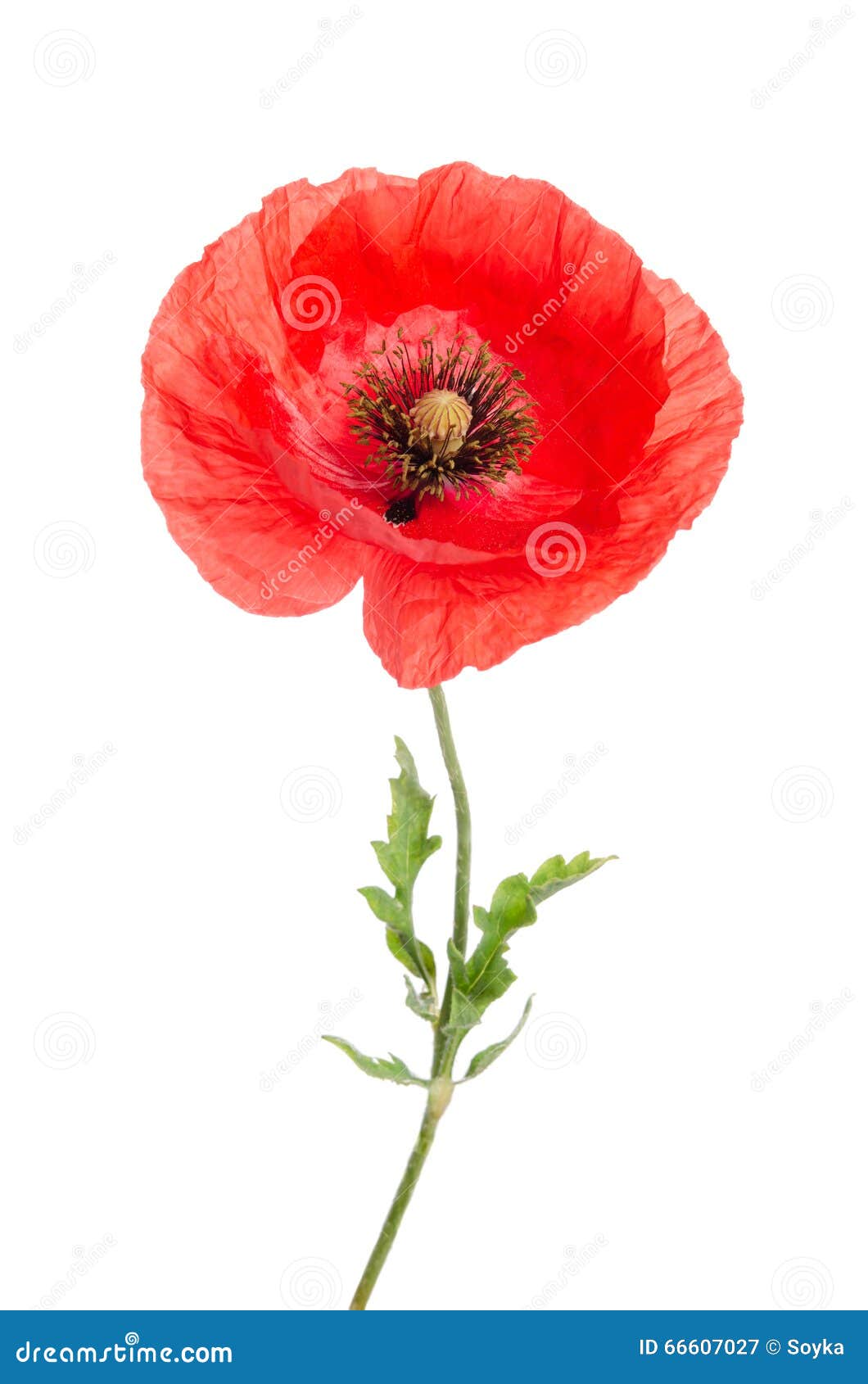 Single red poppy stock image. Image of flower, fragrance - 66607027