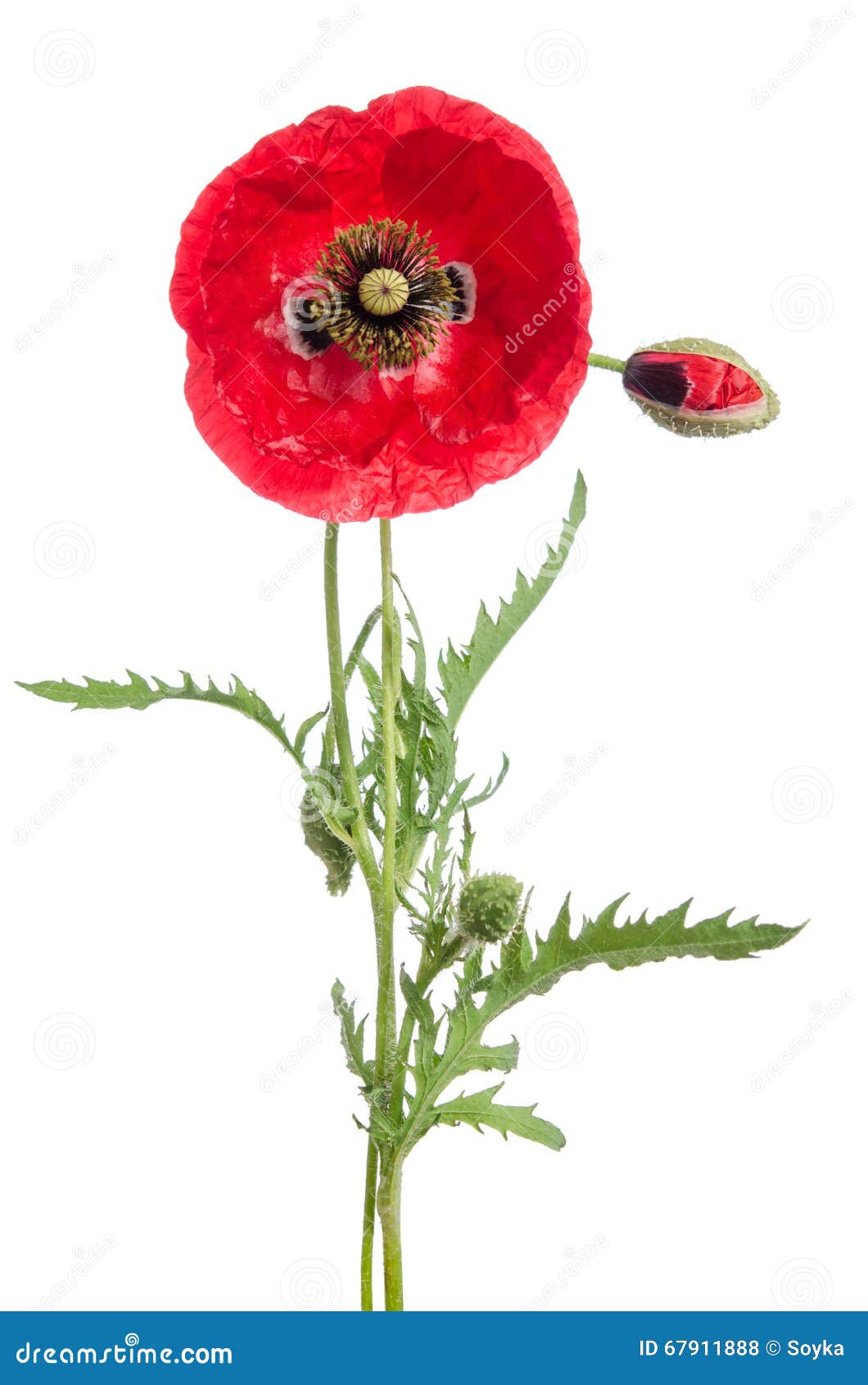 Single red poppy stock photo. Image of plain, fragile - 67911888