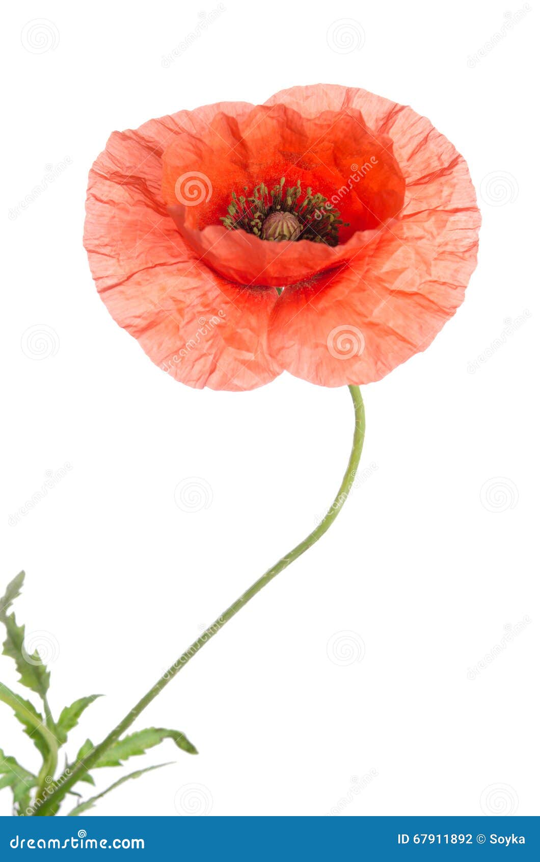 Single red poppy stock photo. Image of closeup, beautiful - 67911892