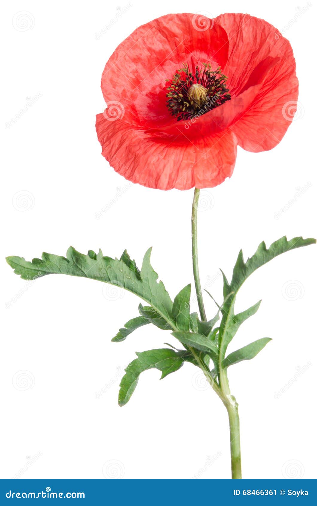 Single red poppy stock image. Image of field, decorative - 68466361