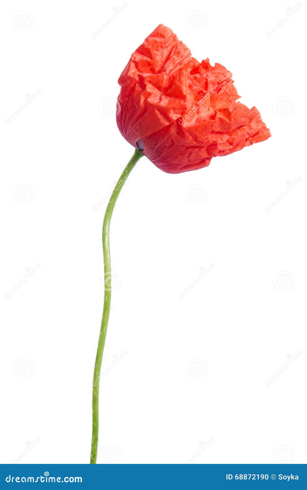 Single red poppy stock photo. Image of oriental, fresh - 68872190